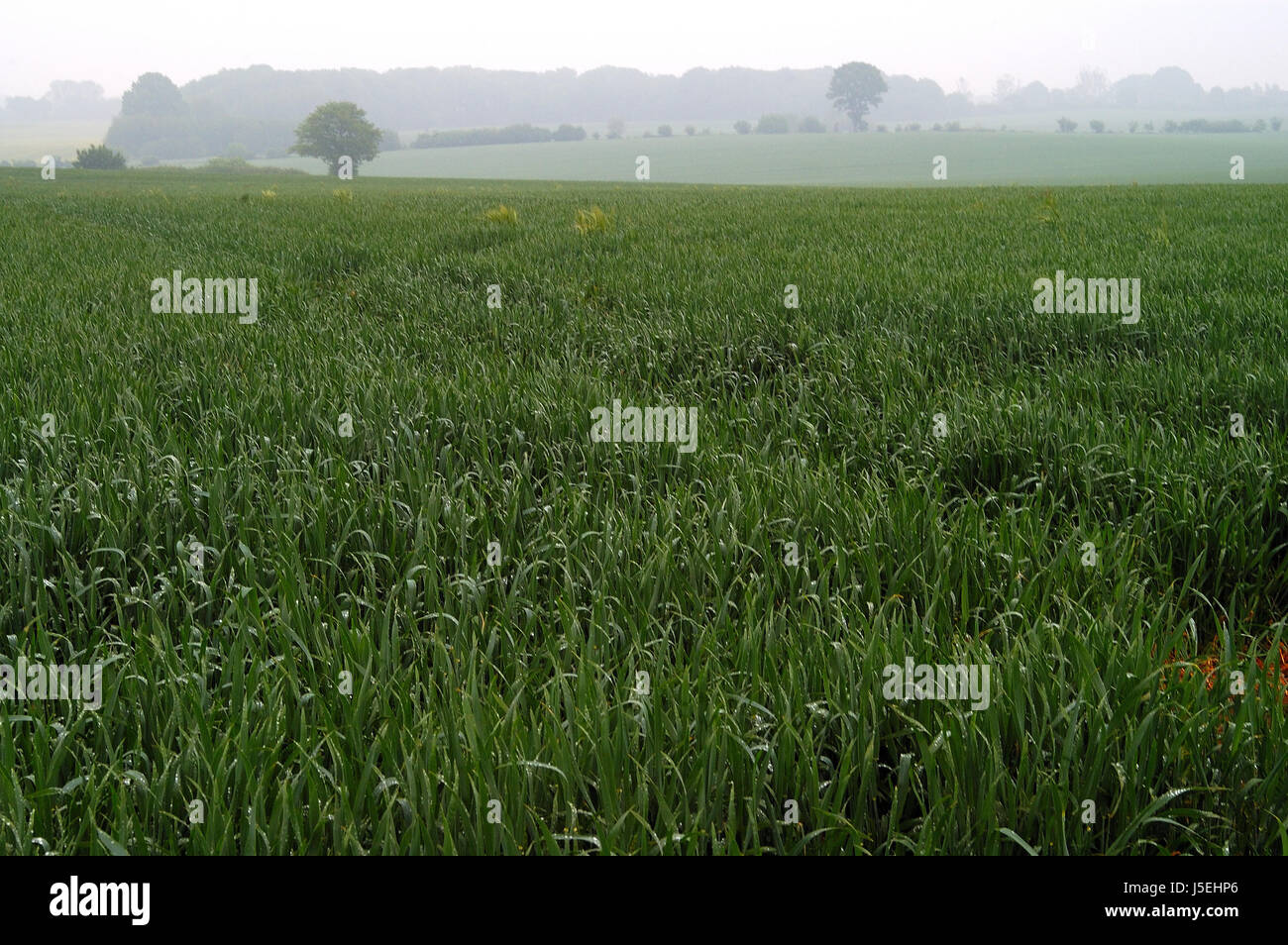 colour tree green fog far-sightedness acre prospects sight view outlook ...