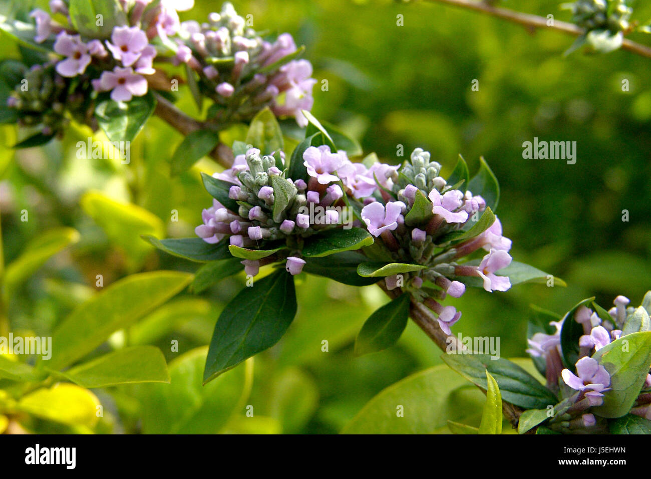 garden flower plant bloom blossom flourish flourishing branch shrub ...