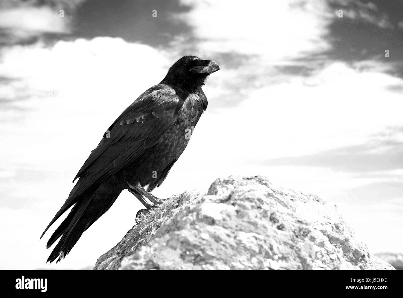 raven sw no. 2 Stock Photo - Alamy