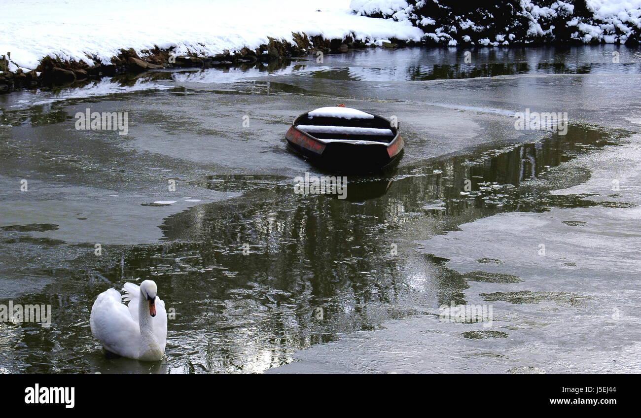 waters winter swan ice rowing boat fresh water pond water lake inland ...