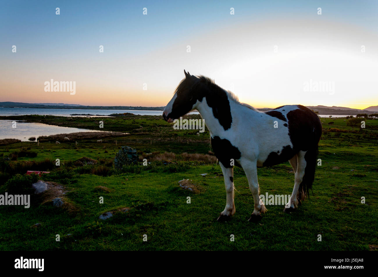 Horse at dawn sunrise in Donegal, Ireland Stock Photo - Alamy