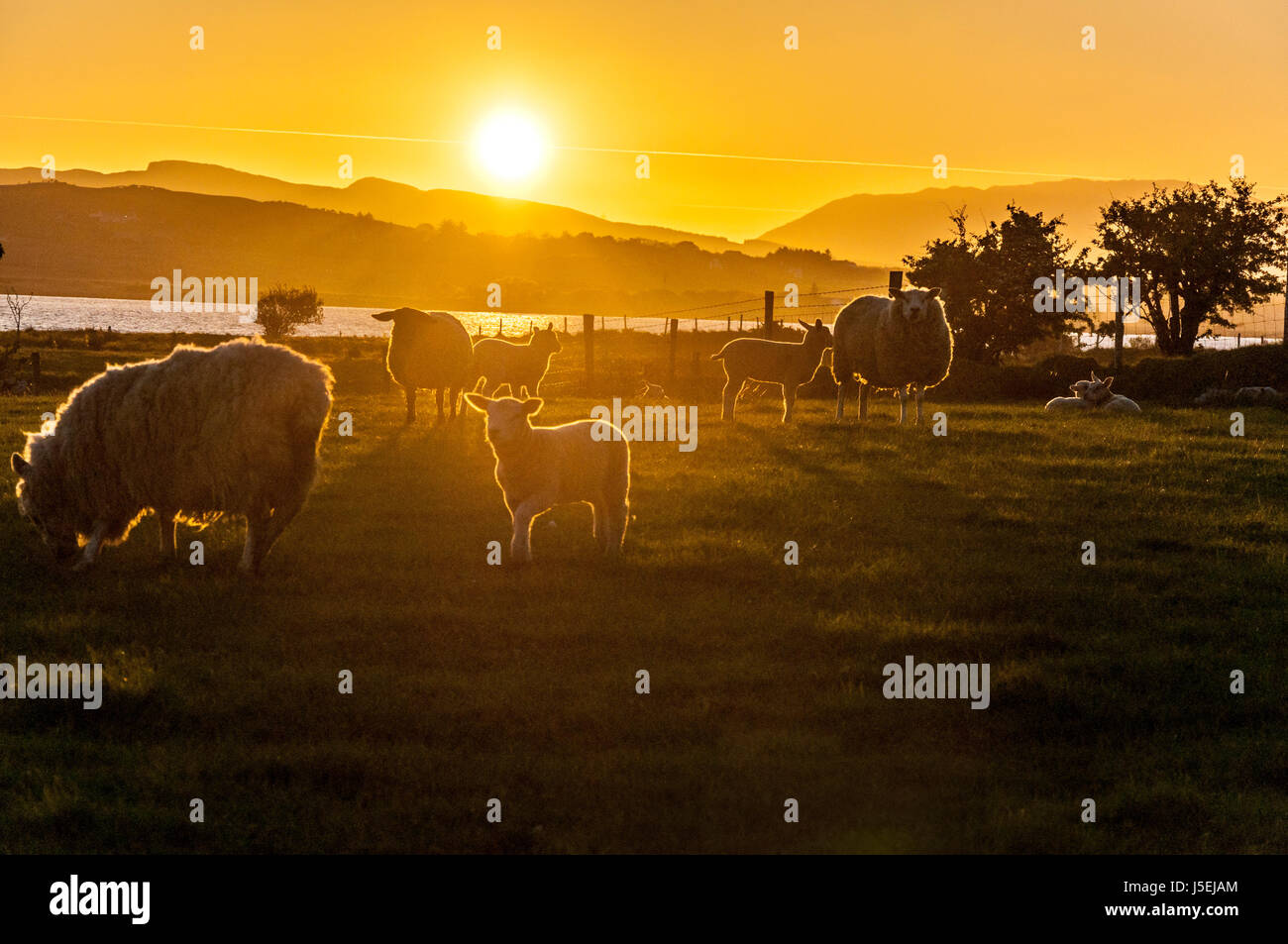 Sheep and lambs at sunrise dawn on a farm in County Donegal, Ireland ...