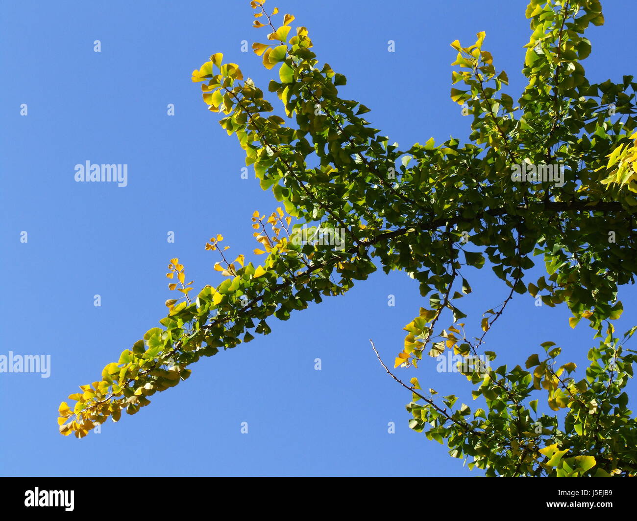 Gingkobaum ginkgo biloba hi-res stock photography and images - Alamy