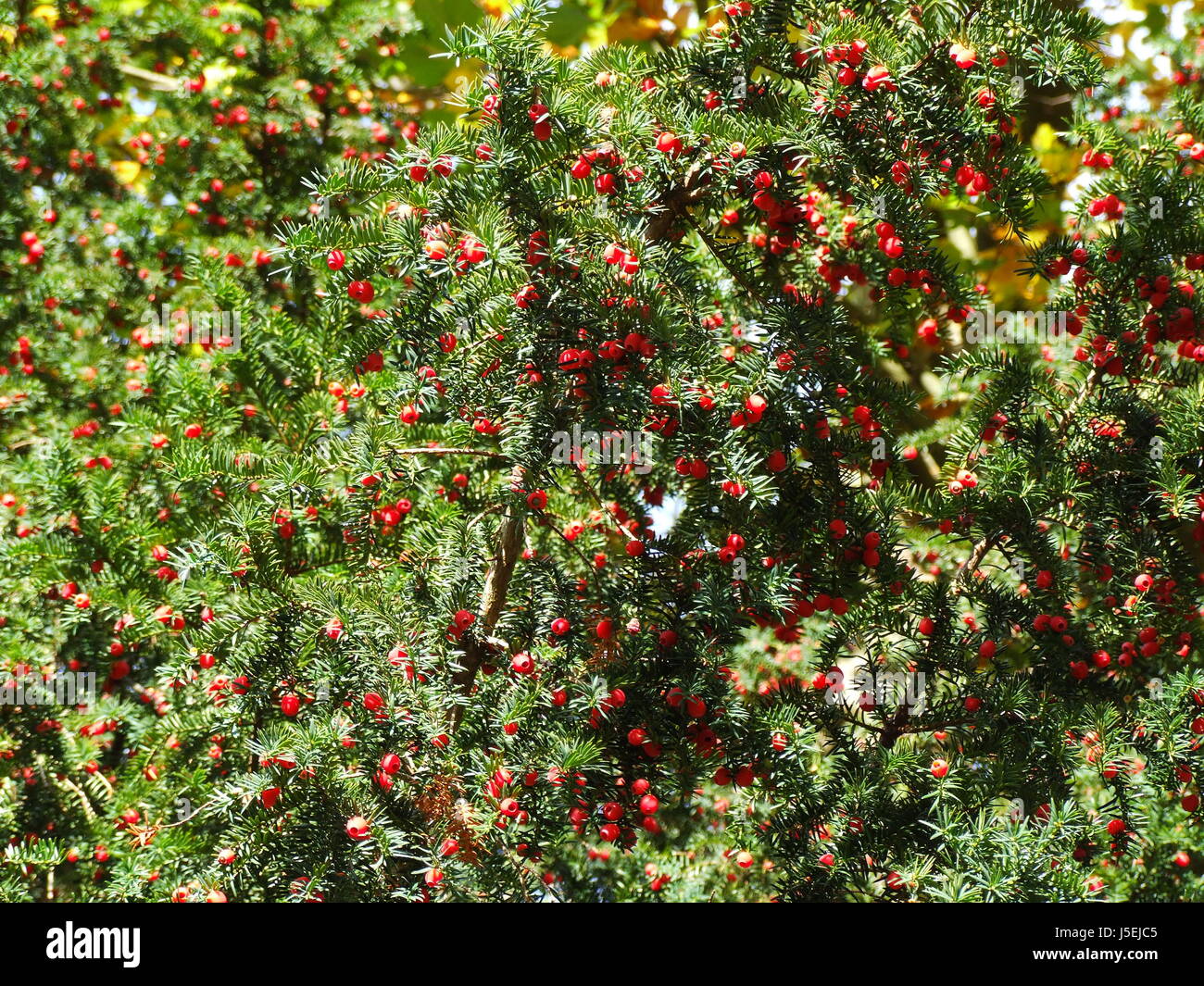 Evergreen yew shrub hi-res stock photography and images - Alamy