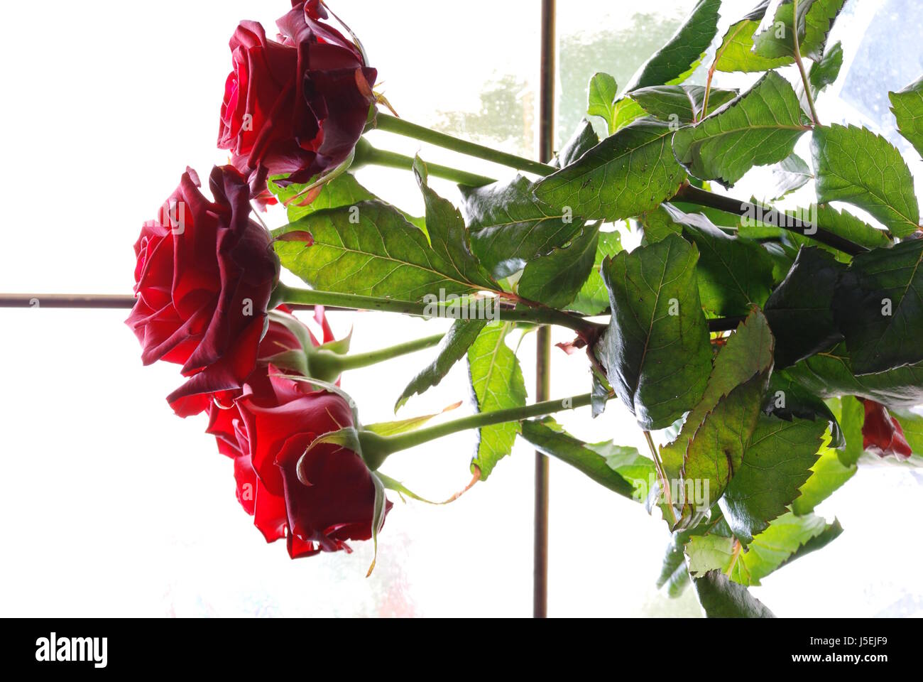 sign signal flower flowers plant affection delicate pictogram symbol ...