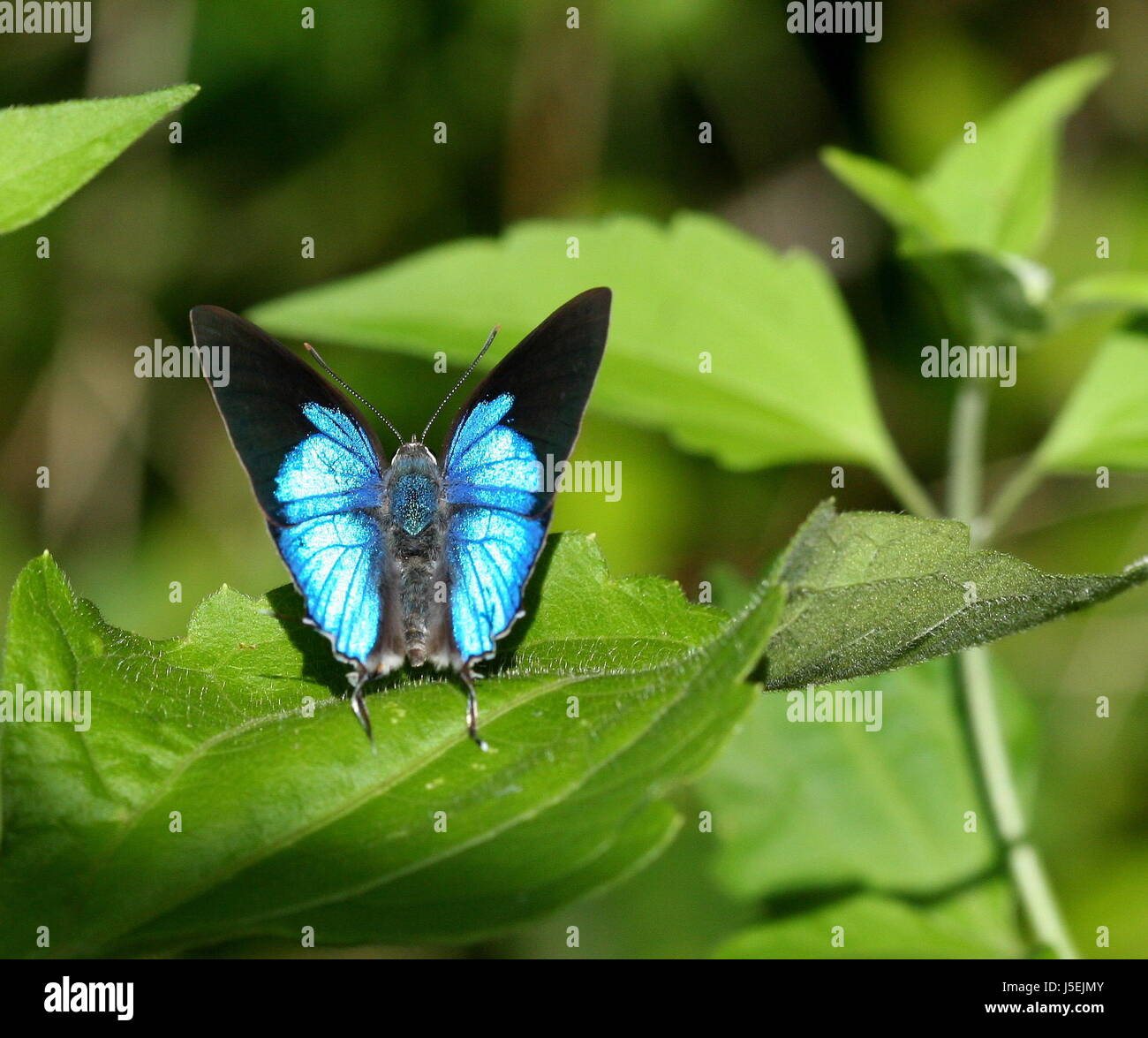 Royal blue butterfly hi-res stock photography and images - Alamy