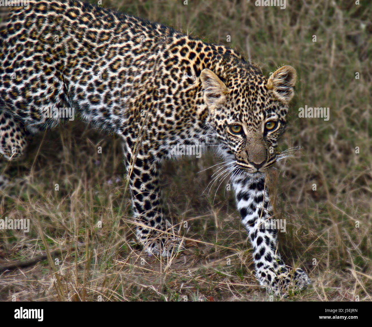 leopard on prowl Stock Photo - Alamy