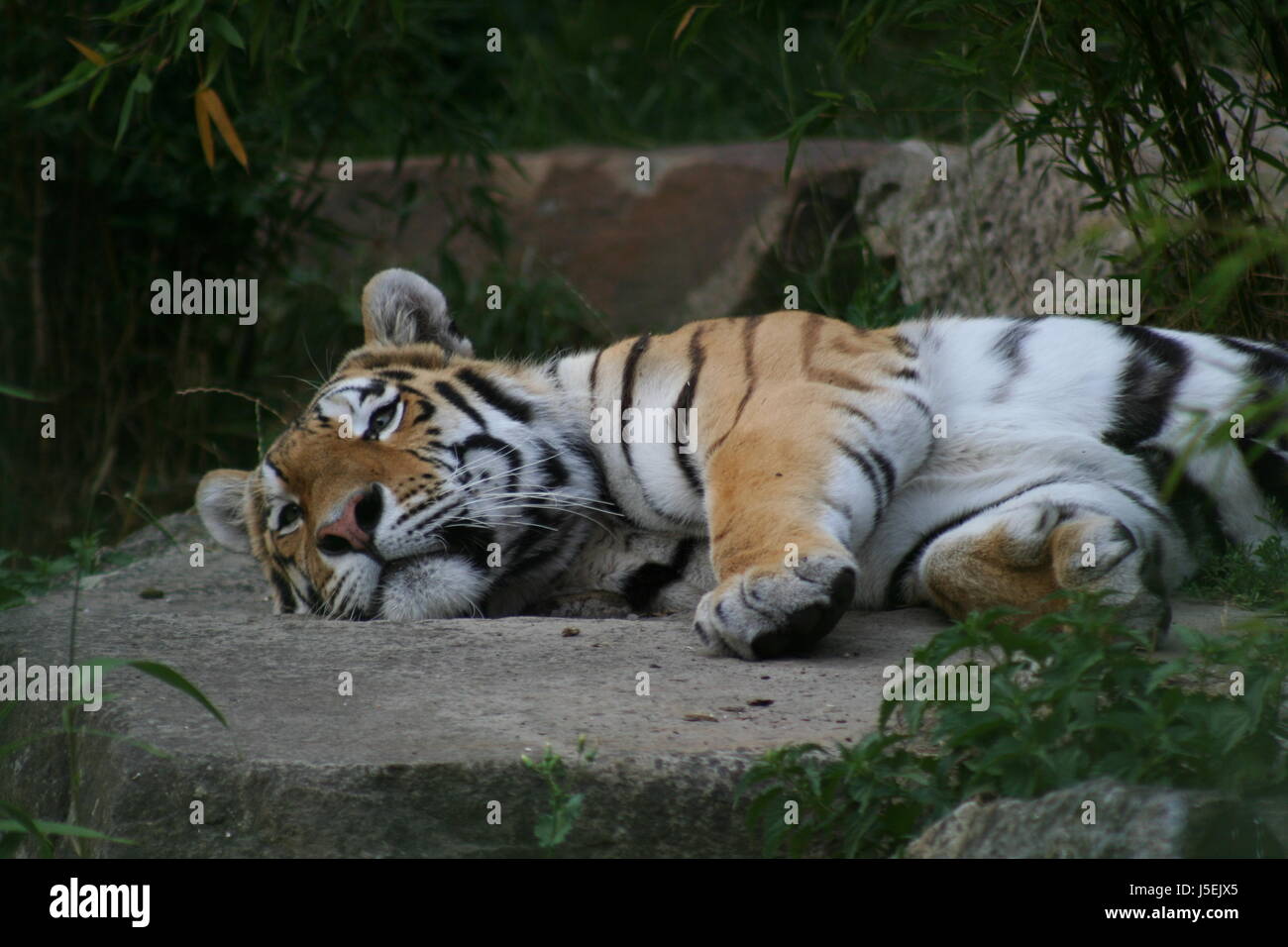 beautiful beauteously nice green curious nosey nosy playful big cat ...