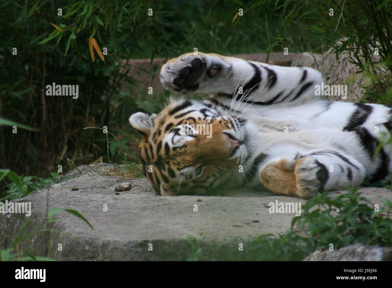 beautiful beauteously nice green curious nosey nosy playful big cat ...