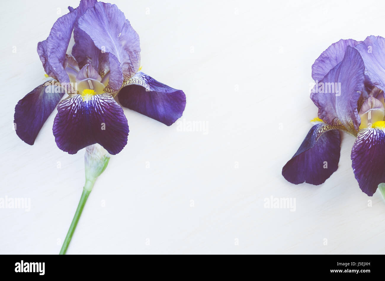 deep blue bearded iris cultivar still life on a bright wooden surface ...