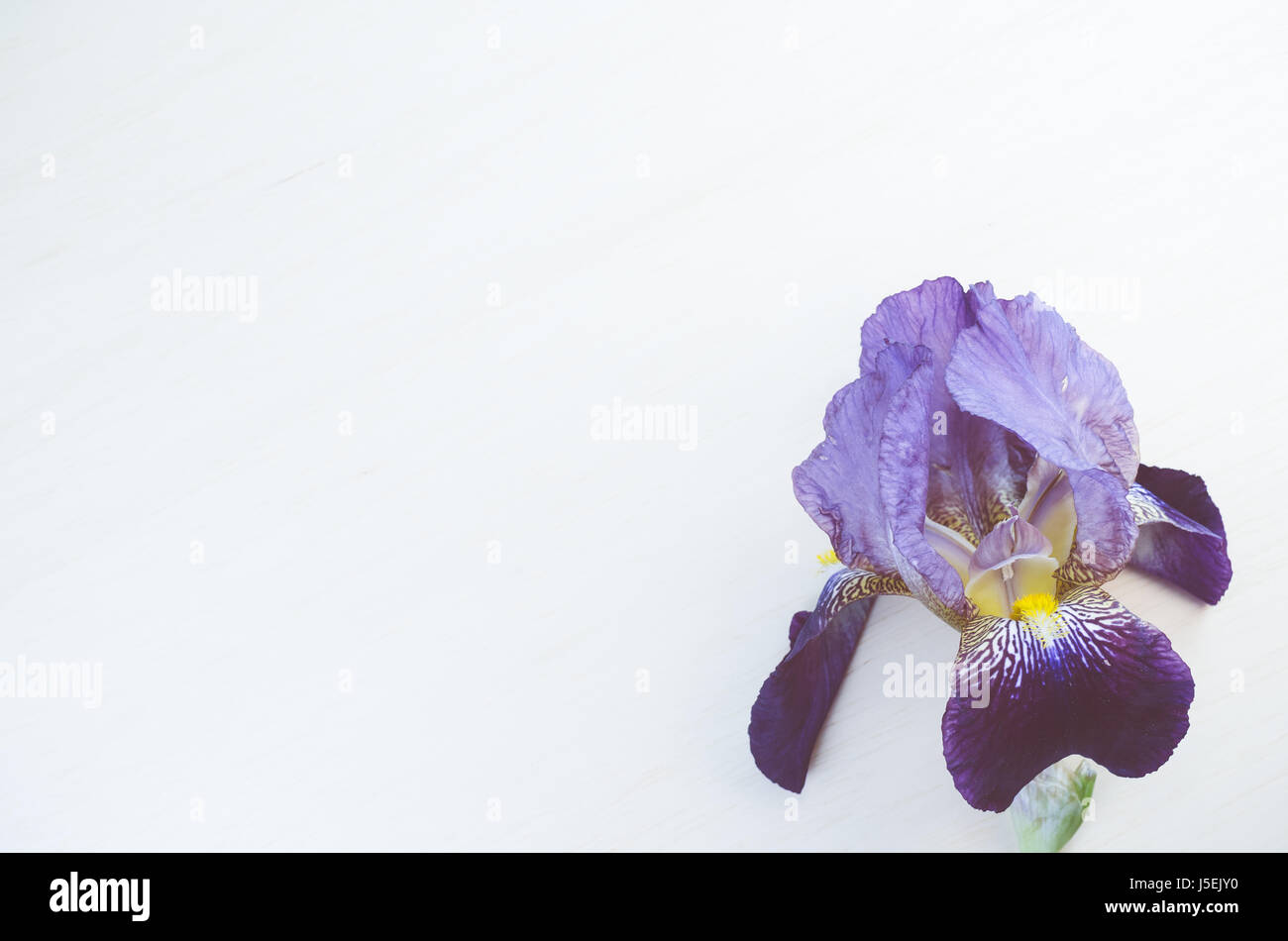 deep blue bearded iris cultivar still life on a bright wooden surface ...