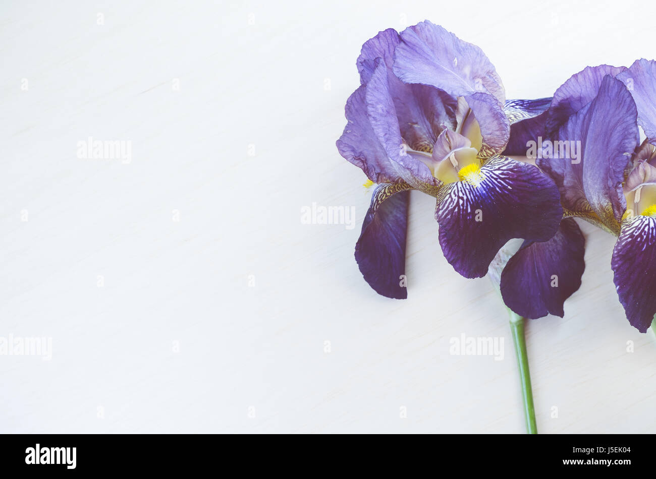 deep blue bearded iris cultivar still life on a bright wooden surface ...