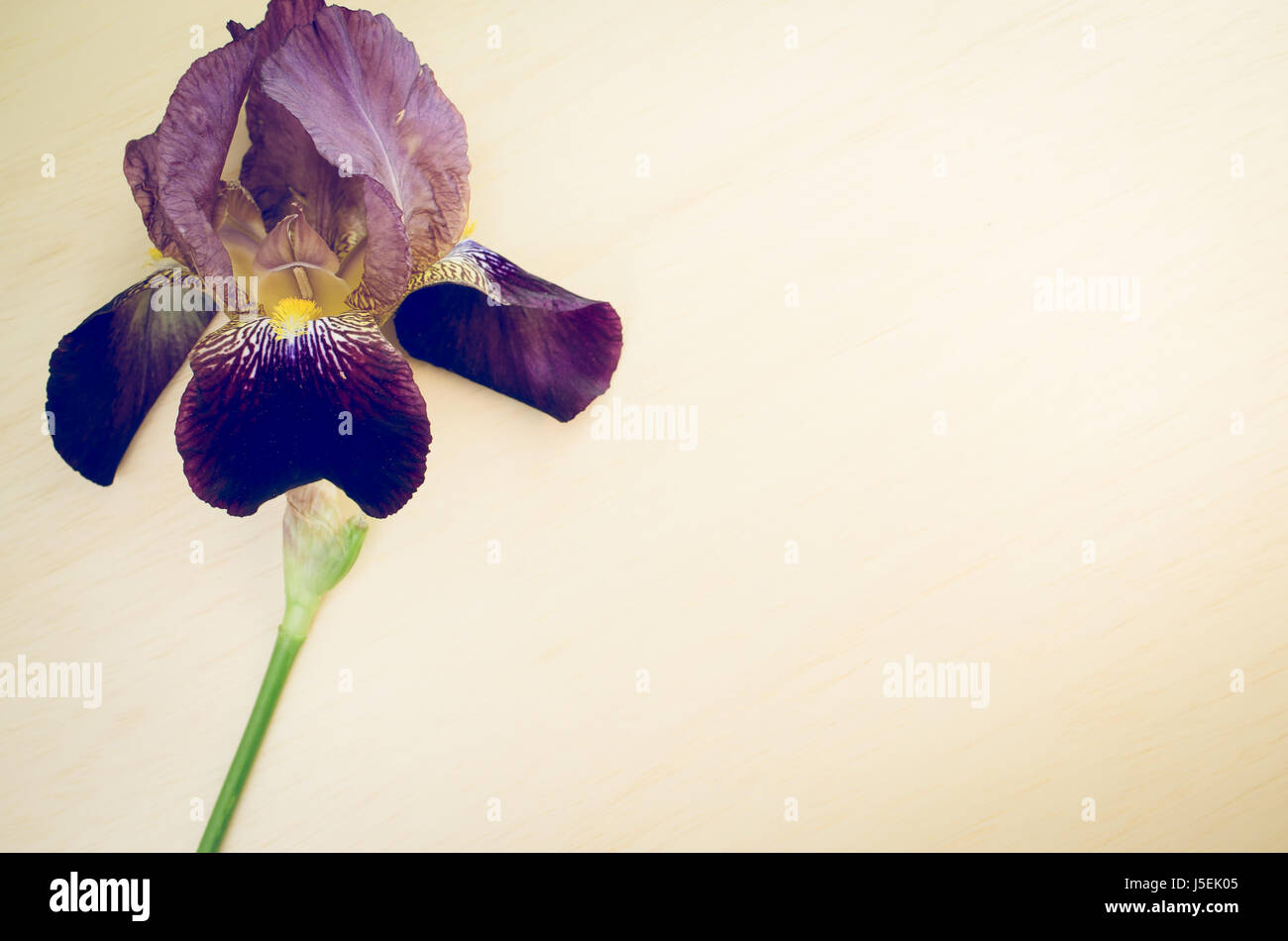 iris germanica cultivar still life on a bright surface - top view Stock ...