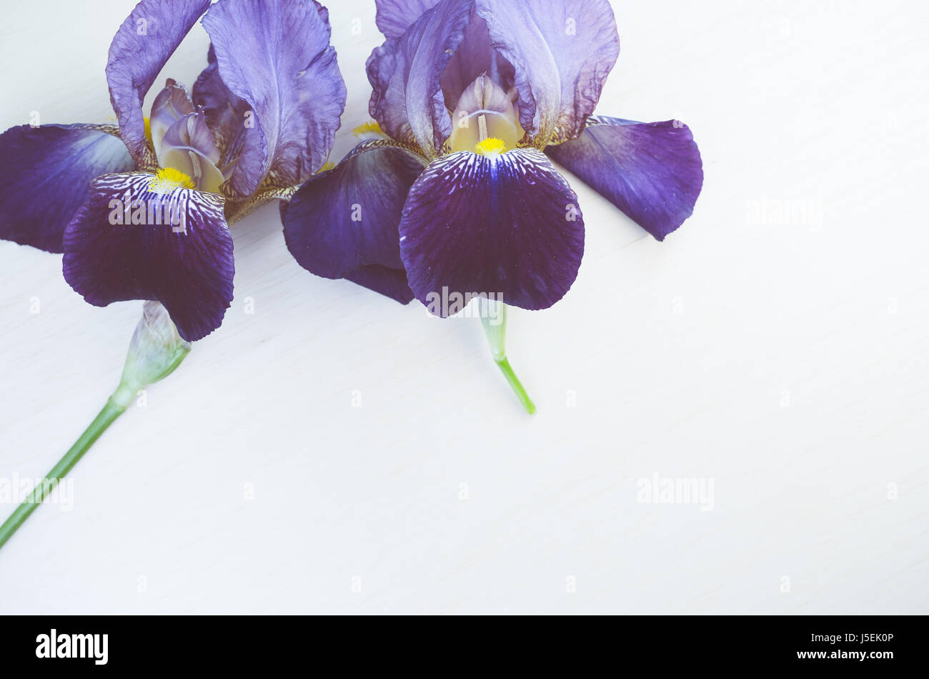 deep blue bearded iris cultivar still life on a bright wooden surface ...