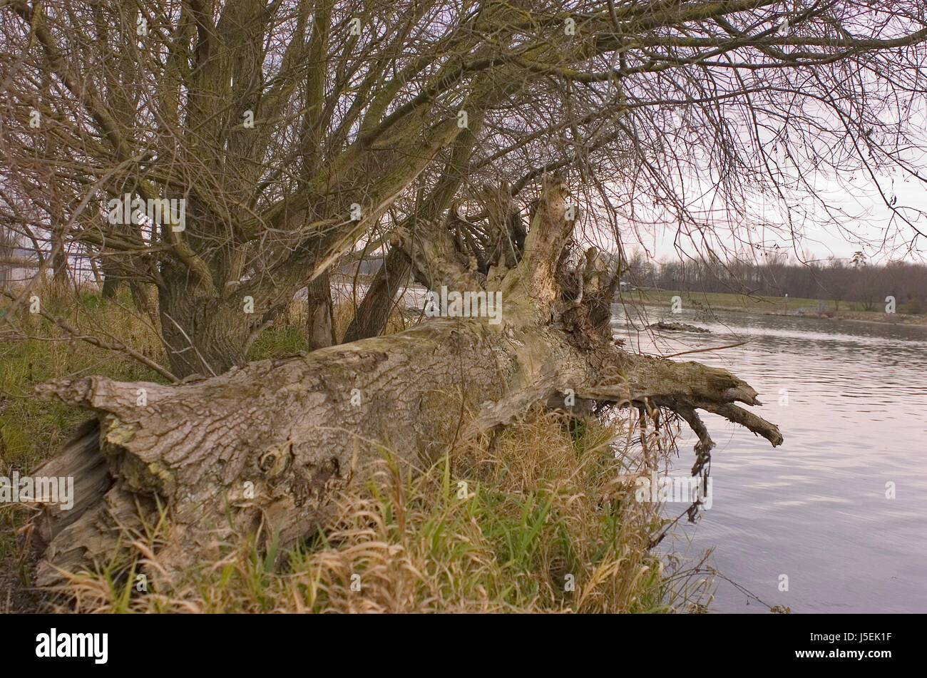 big large enormous extreme powerful imposing immense relevant tree ...