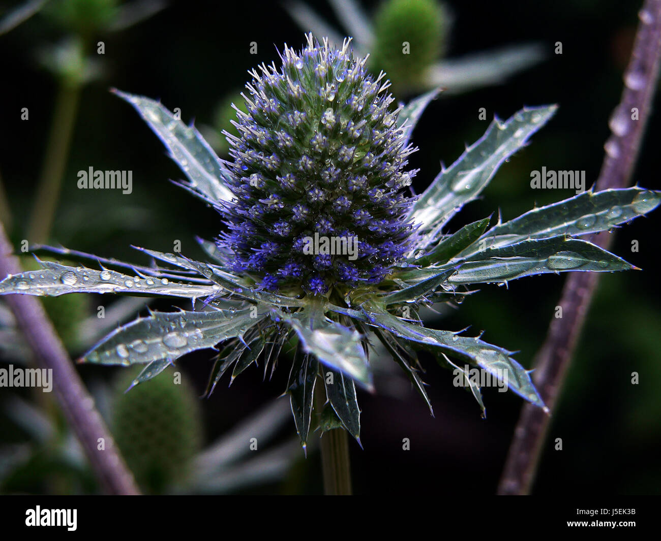 blue macro close-up macro admission close up view environment ...
