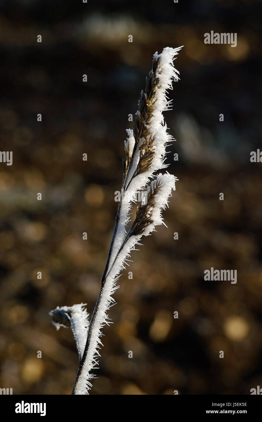 winter cold ripe ice frost ear blade of grass meadow grass lawn green ...