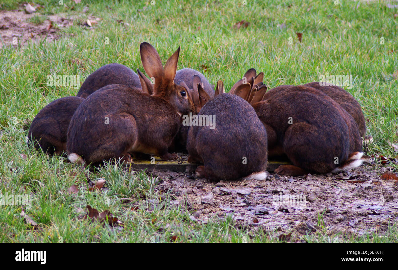 Harelip hi-res stock photography and images - Alamy