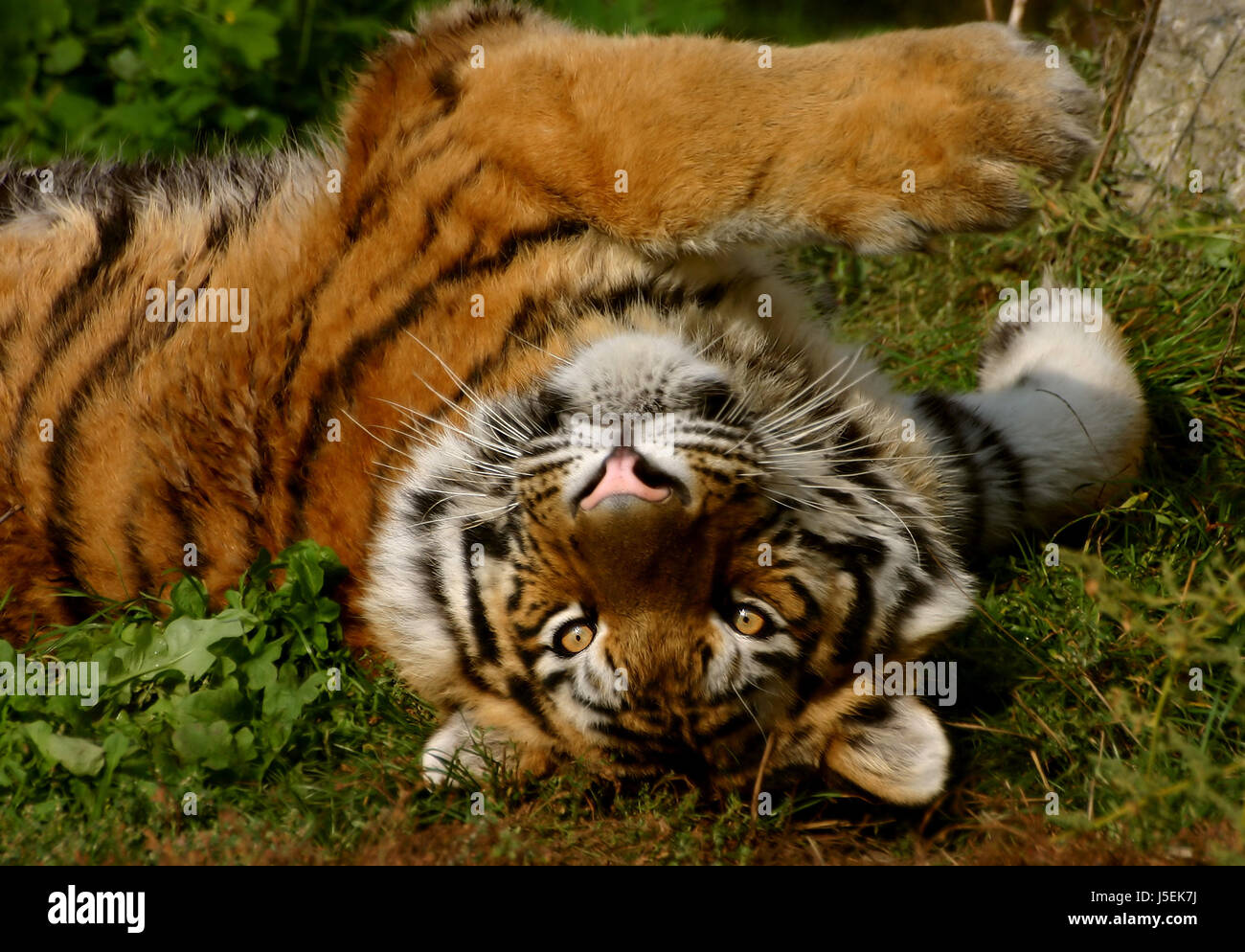 game tournament play playing plays played playful big cat feline ...