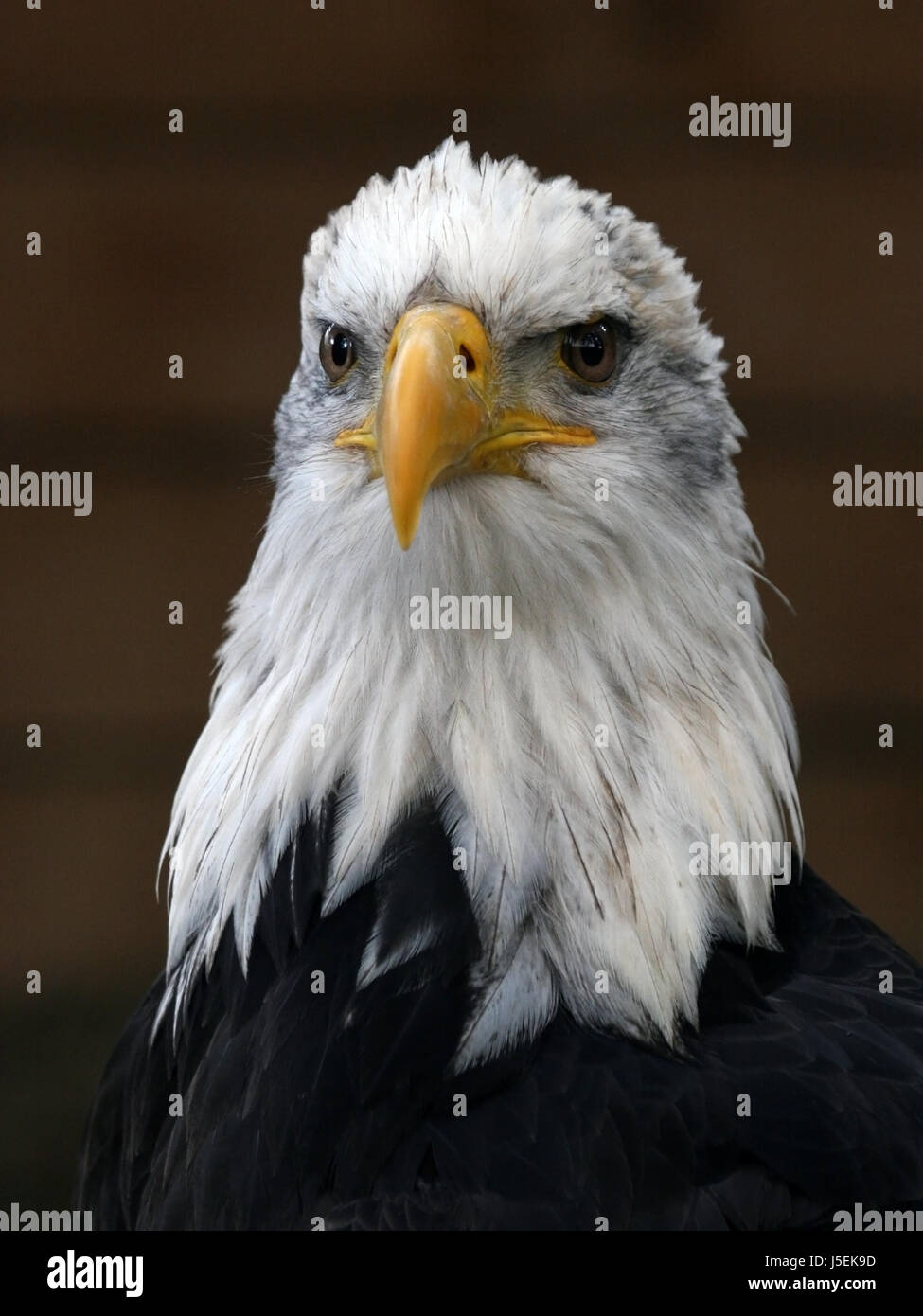 Weikopf seeadler hi-res stock photography and images - Alamy