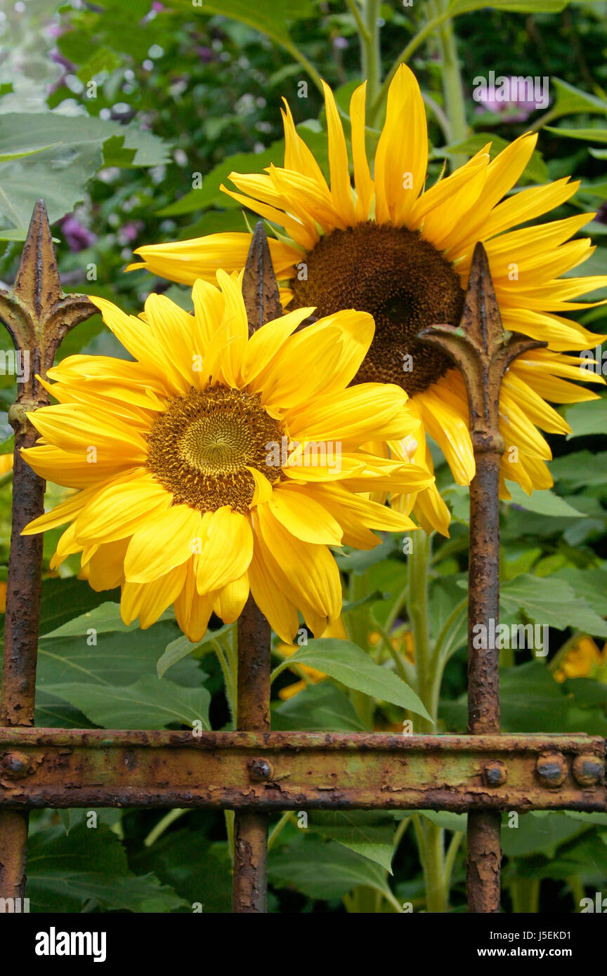 flower flowers plant sunflower sunflowers freedom liberty restricted ...