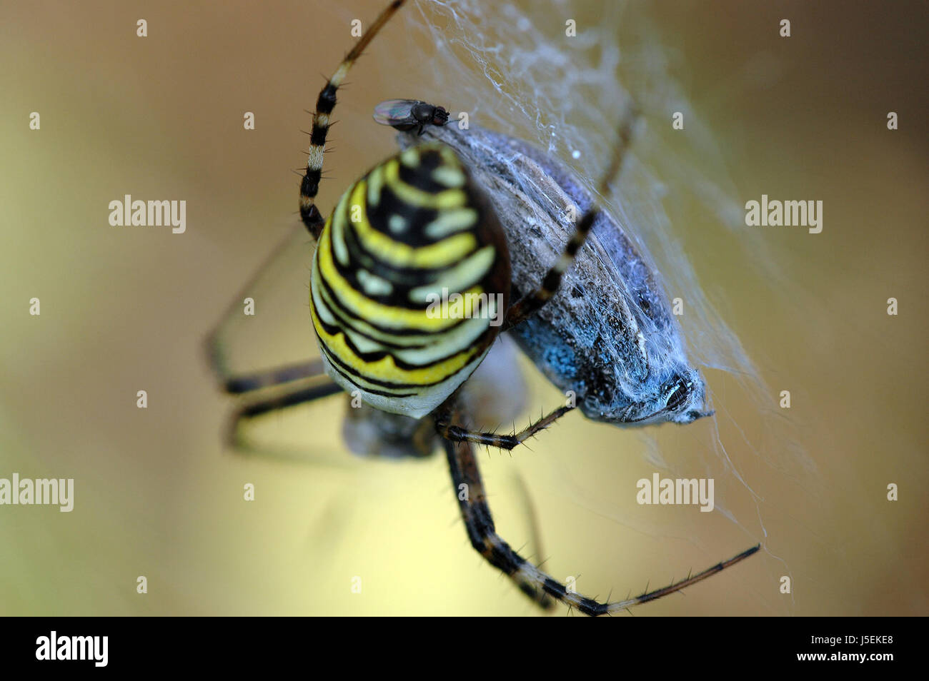 Wespenspinnen hi-res stock photography and images - Alamy