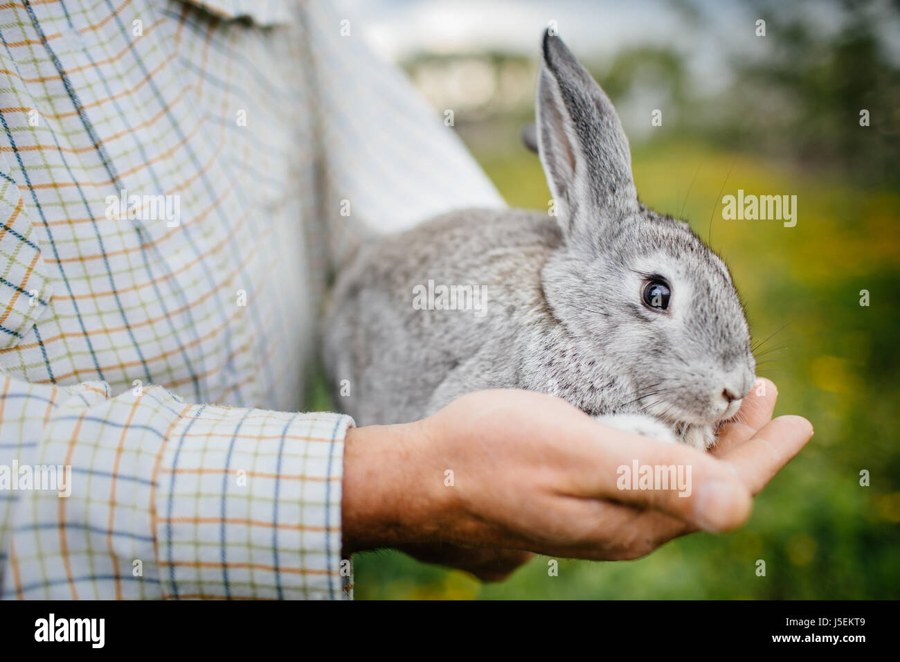 Rabbit ears hands hi-res stock photography and images - Alamy