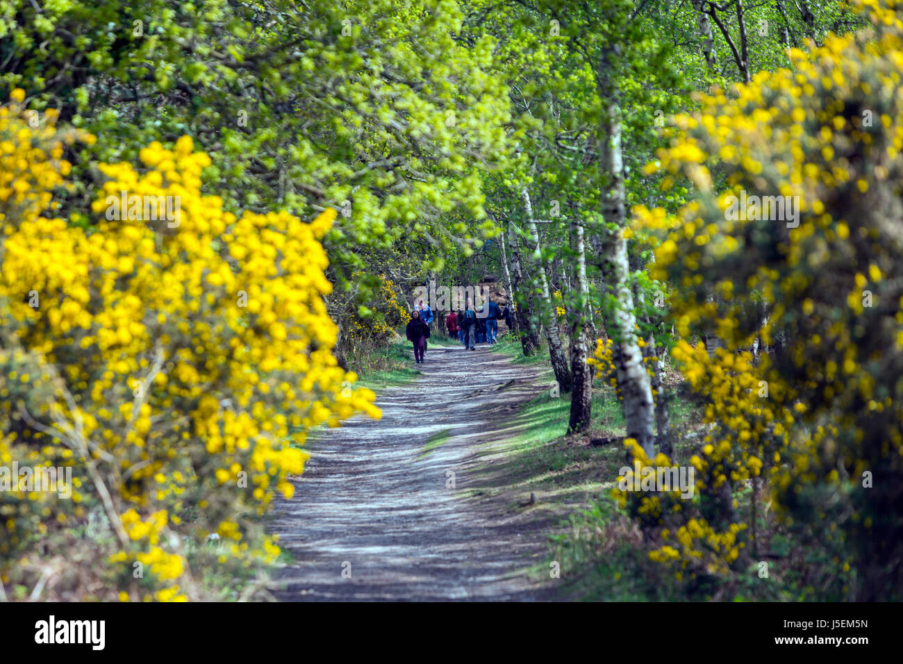 Visitors walking in a Arne RSPB reserve path, Arne, Dorset, England, UK ...