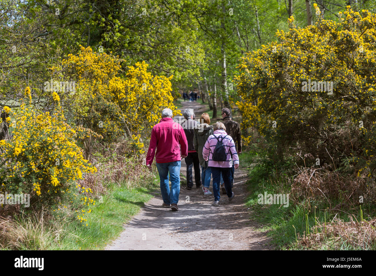 Arne RSPB reserve, Arne, Dorset, England, UK Stock Photo - Alamy