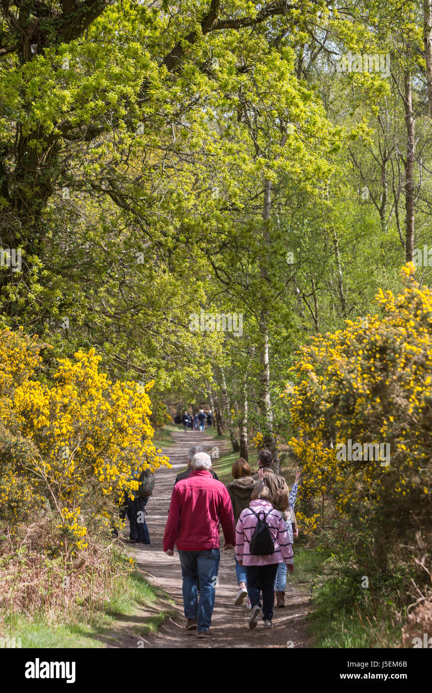 Visitors walking in a Arne RSPB reserve path, Arne, Dorset, England, UK ...