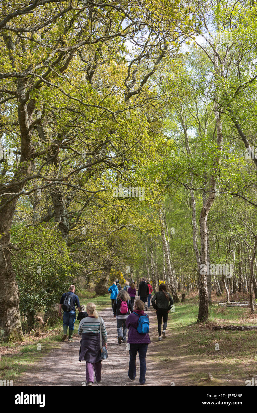 Visitors walking in a Arne RSPB reserve path, Arne, Dorset, England, UK ...