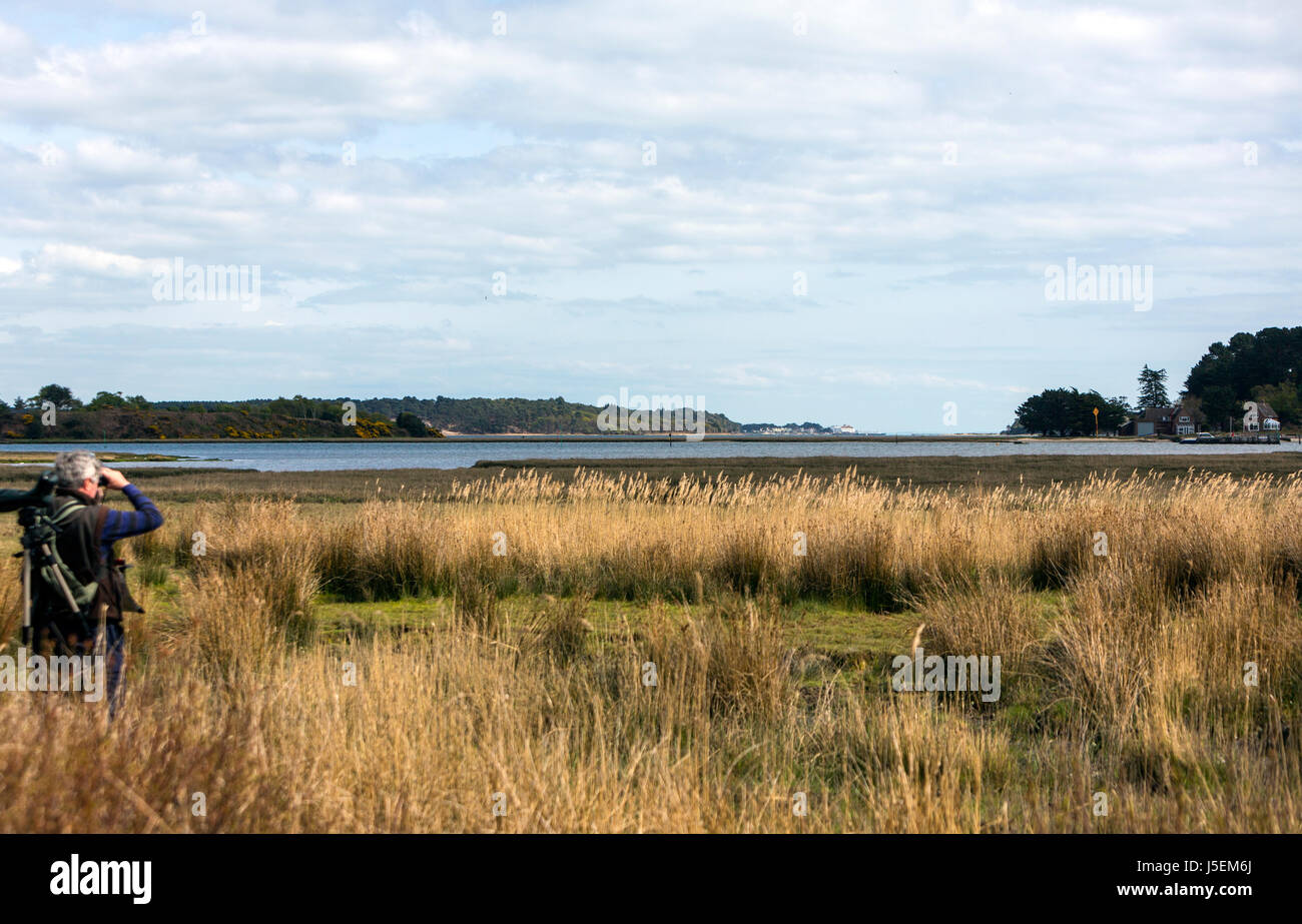 Bird lover observing birds in Arne RSPB reserve, Arne, Dorset, England ...