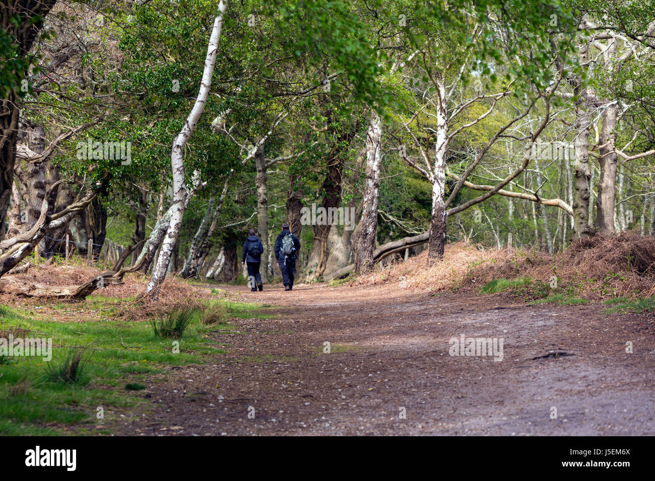 Visitors walking in a Arne RSPB reserve path, Arne, Dorset, England, UK ...