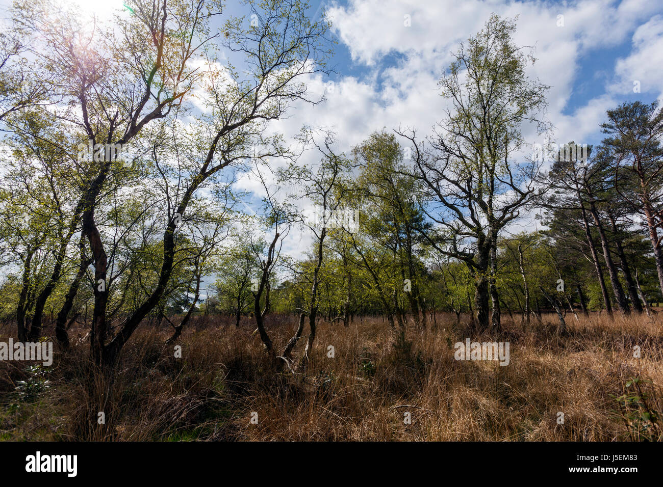 Arne RSPB reserve forest, Arne, Dorset, England, UK Stock Photo - Alamy