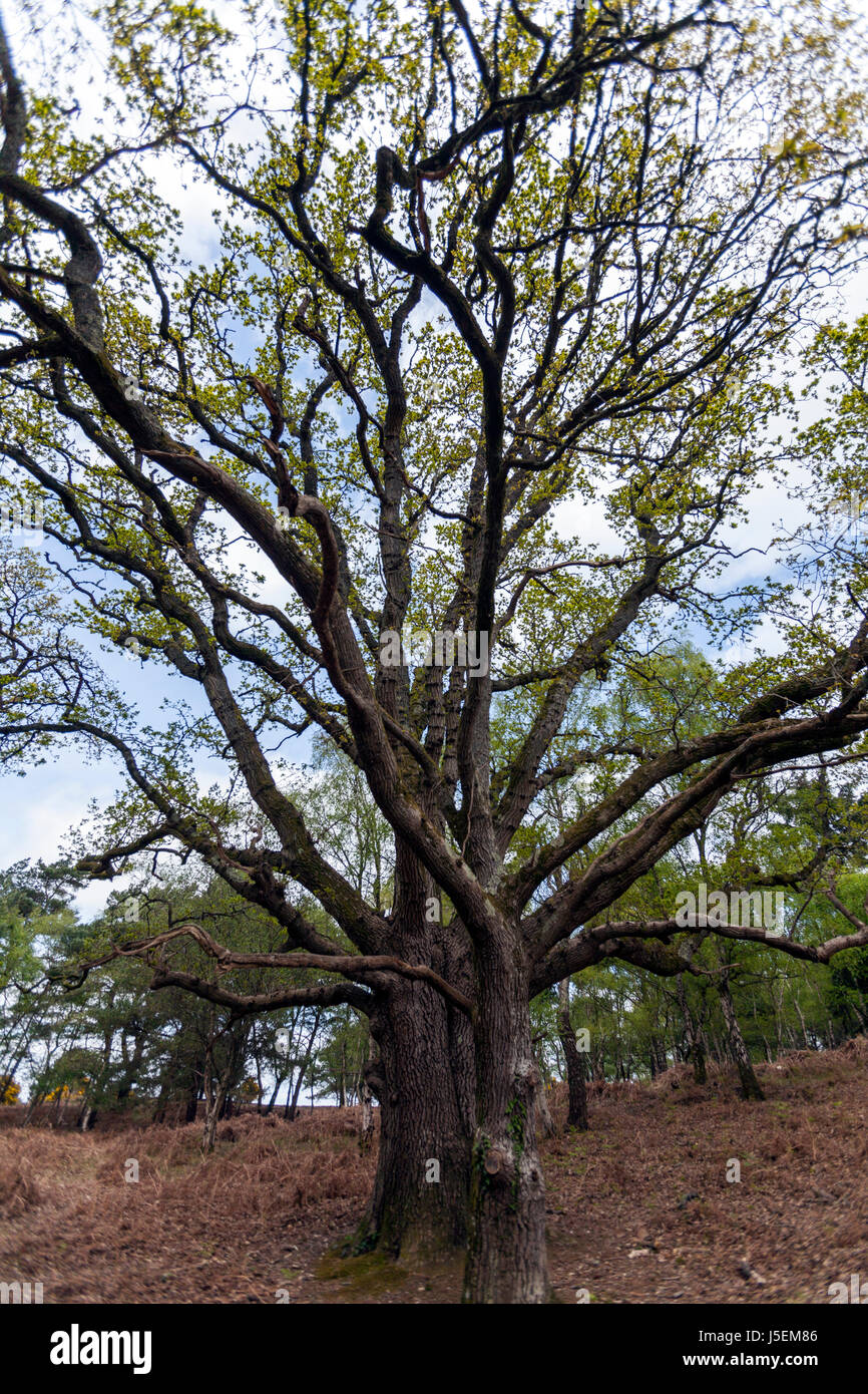 Arne RSPB reserve forest, Arne, Dorset, England, UK Stock Photo - Alamy