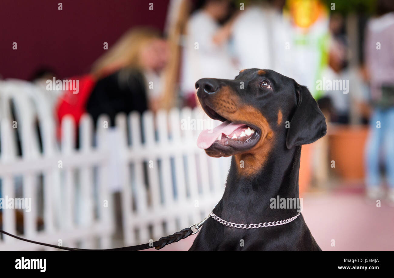 Portrait of Beauceron or Pastor de Beauce. Dog portrait Stock Photo - Alamy