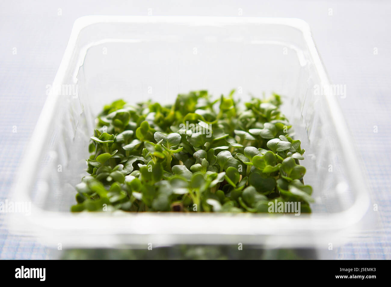 Cress, Lepidium sativum, Green cress growing in plastic container Stock ...