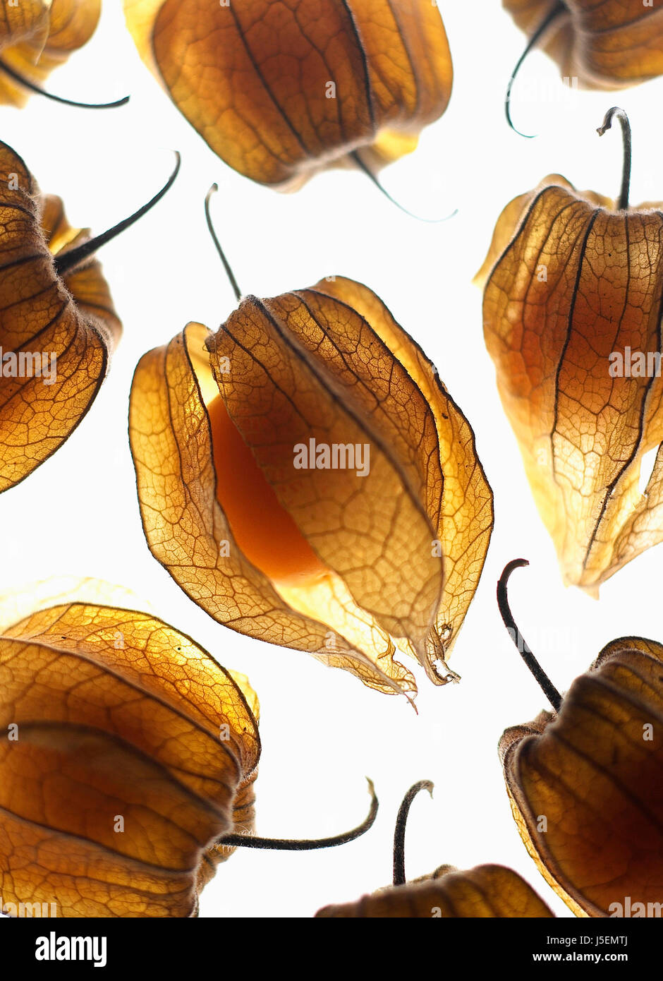 Cape gooseberry, Physalis, Studio shot of backlit fruit Stock Photo - Alamy