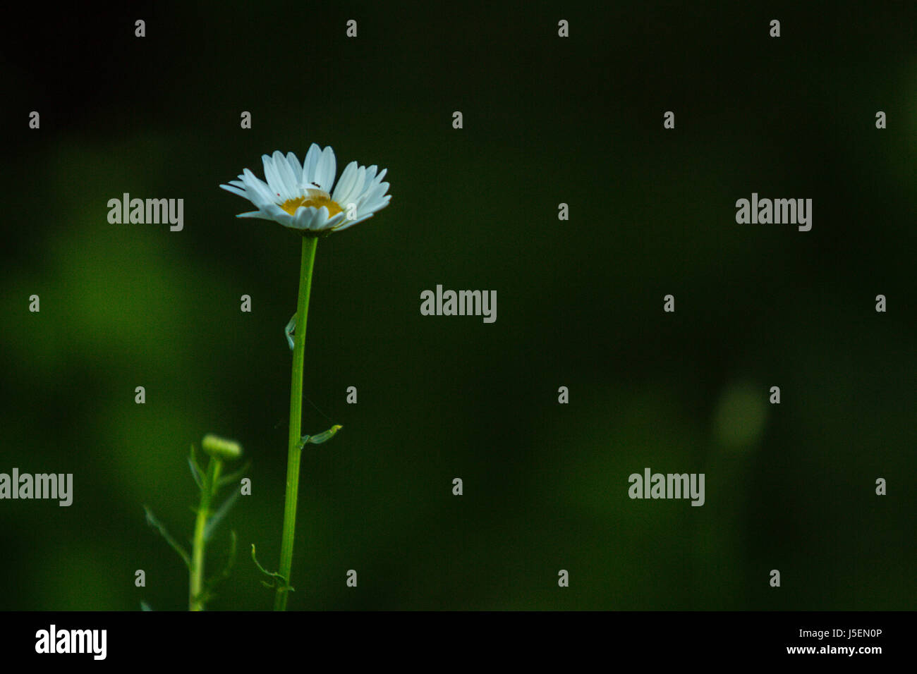 Single flower in nature hi-res stock photography and images - Alamy