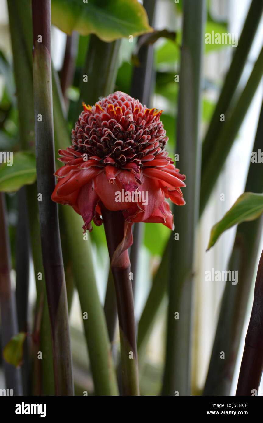Ginger stem hi-res stock photography and images - Alamy