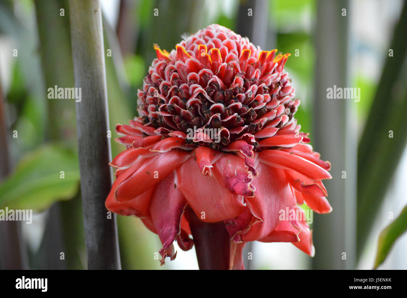 Red Torch Ginger Stock Photo - Alamy
