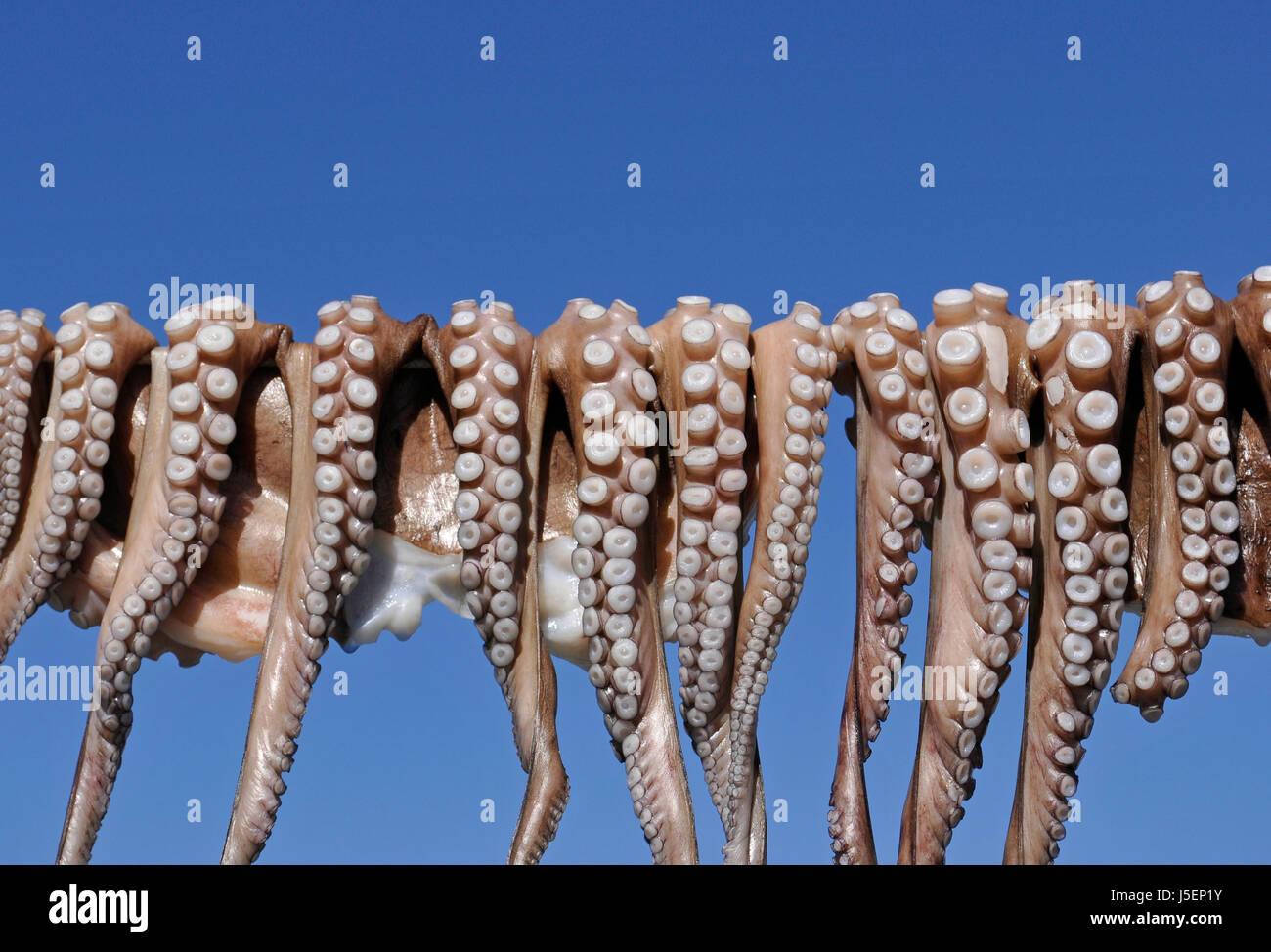 Octopuses in a row hanging to dry Stock Photo - Alamy