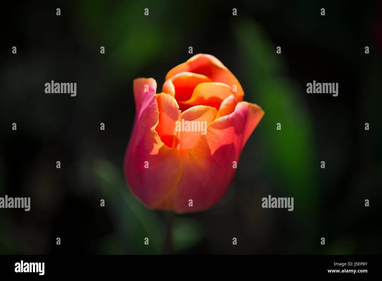 A single tulip flower Stock Photo - Alamy
