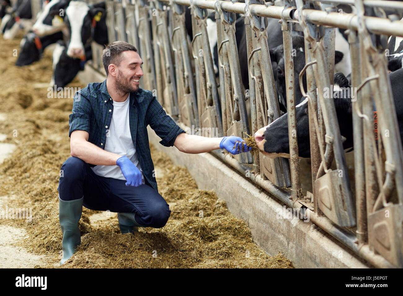 Man feeding food cow hi-res stock photography and images - Alamy