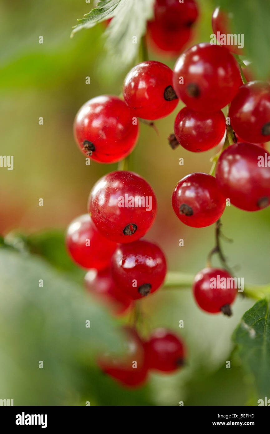 red currant bush at summer garden branch Stock Photo - Alamy