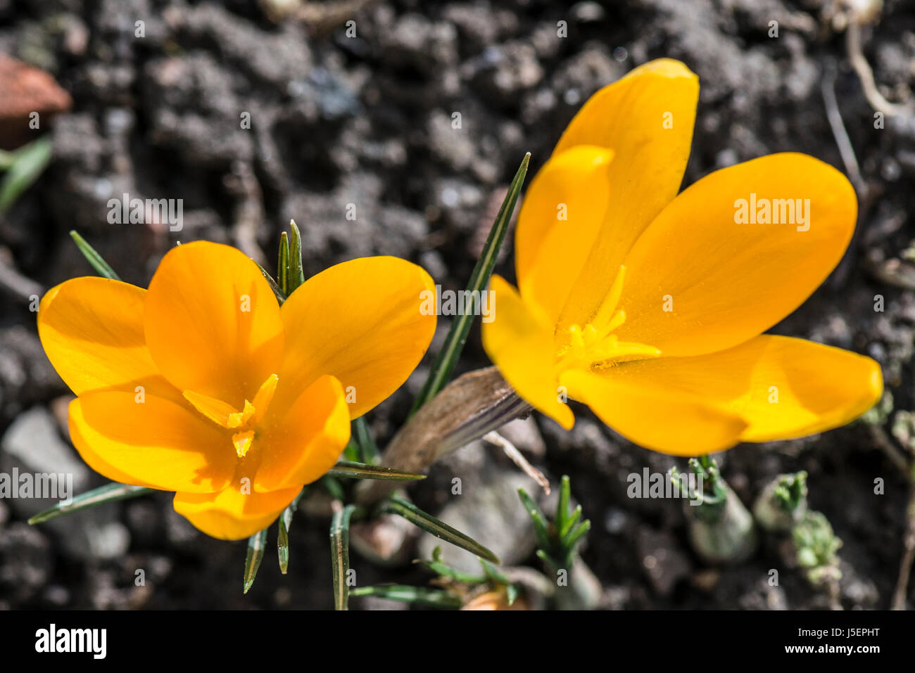 Salverform Flower High Resolution Stock Photography and Images - Alamy