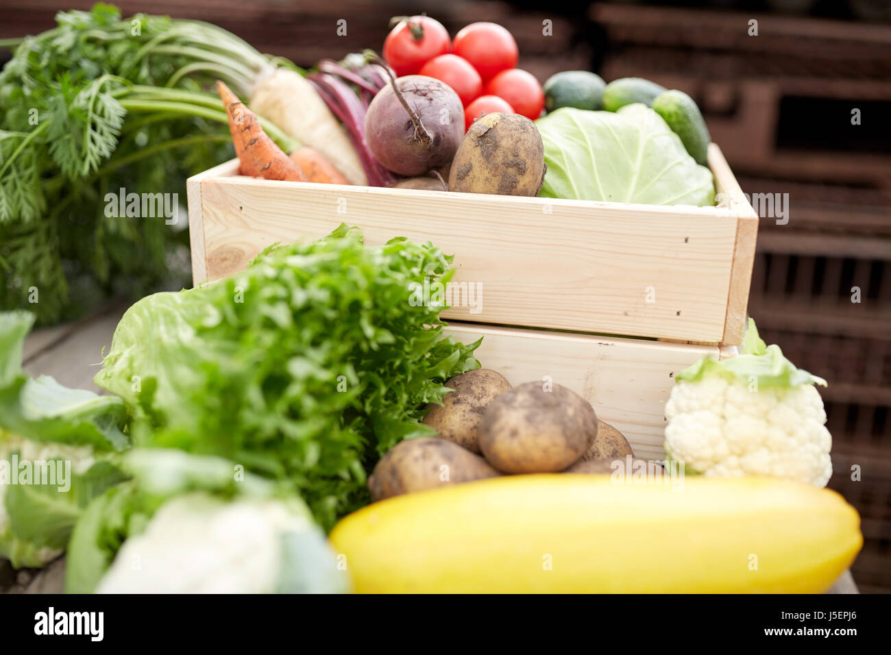 close up of vegetables on farm Stock Photo - Alamy