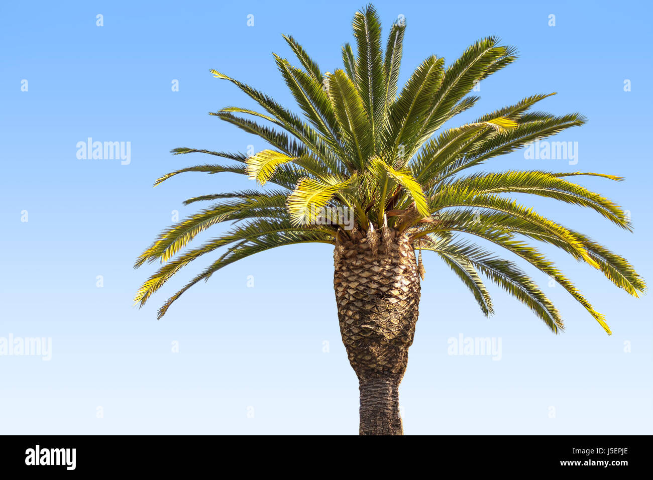 Crown of the date palm tree on the blue sky background Stock Photo - Alamy