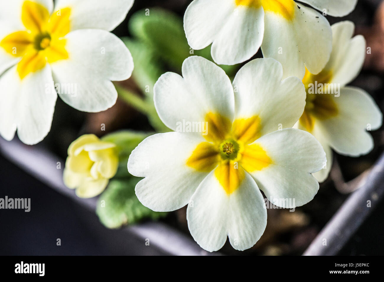 An English Primrose (Primula vulgaris Stock Photo - Alamy