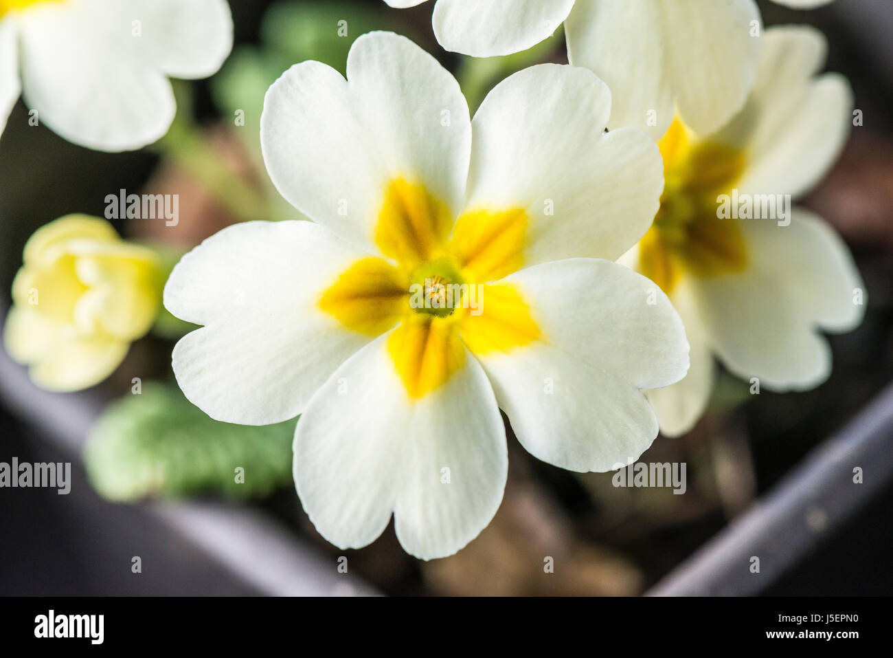 Heterostyly hi-res stock photography and images - Alamy